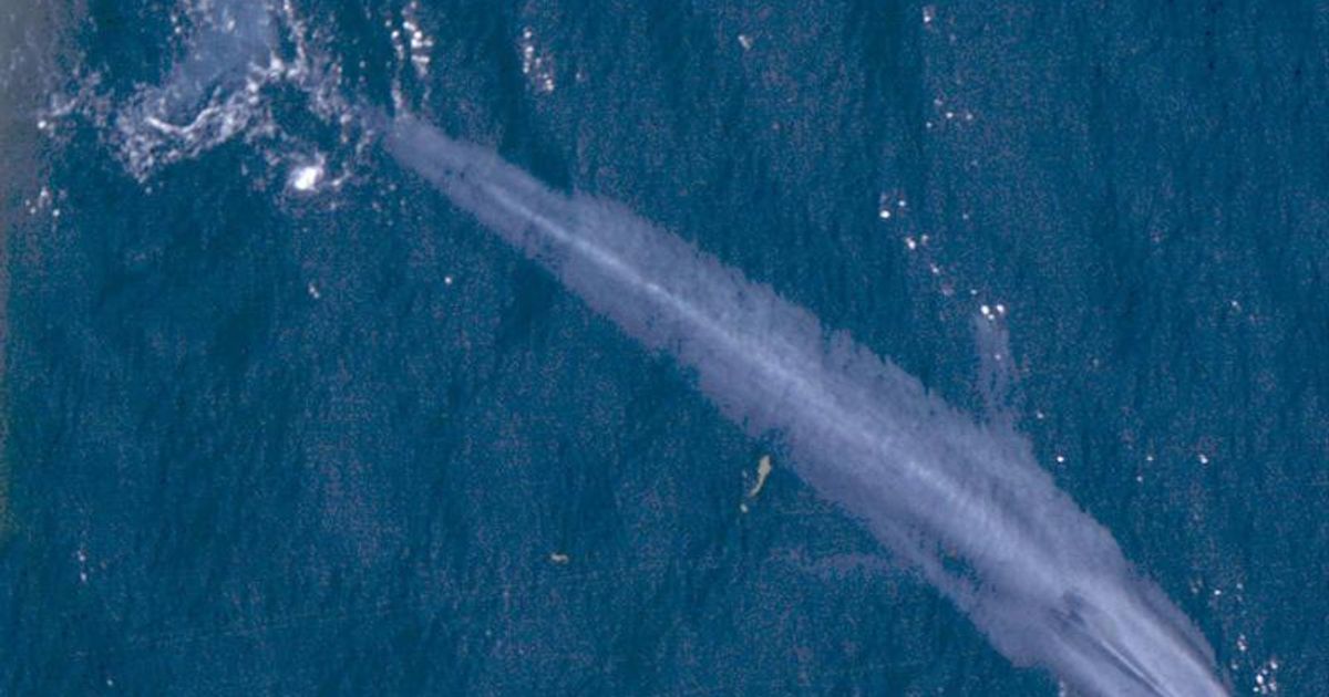 Blue Whale Italia e cosa sta succedendo con la Balena Blu | ScuolaZoo